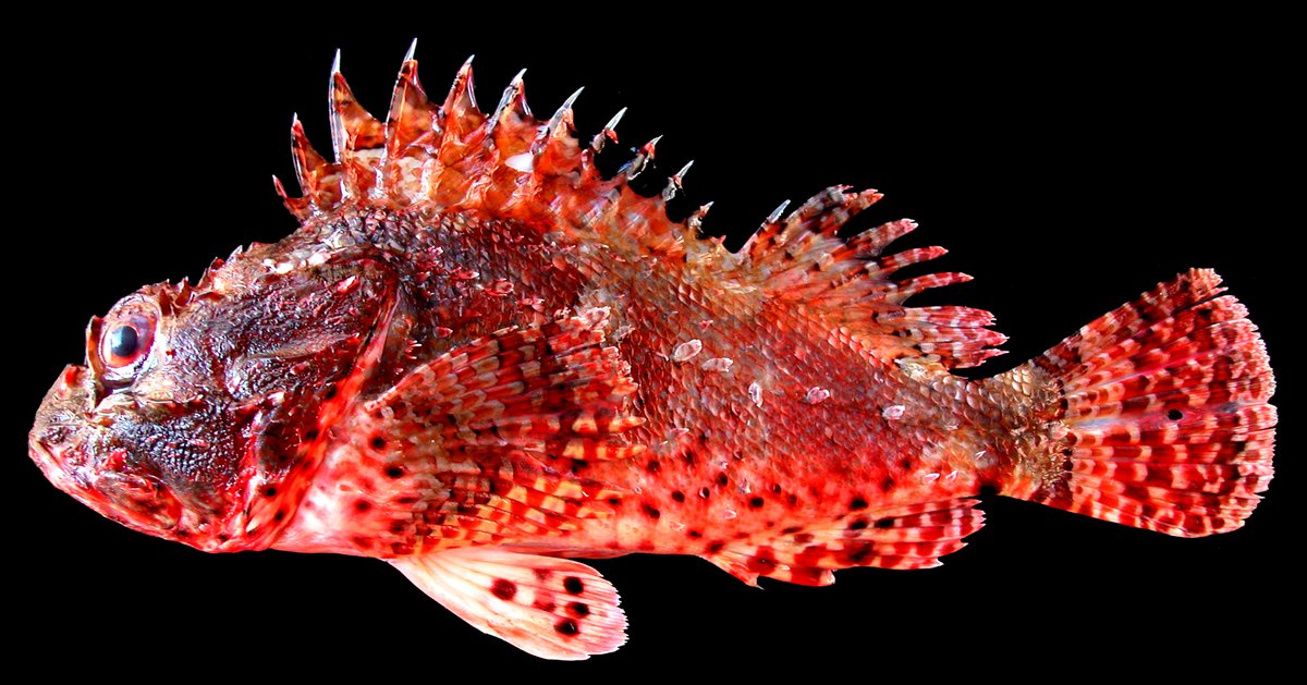 Scorpion fish – Atlantis Coral Reef Supply